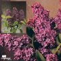 Syringa vulgaris 'Congo' - Purple Flowering Lilac - Blerick Tree Farm