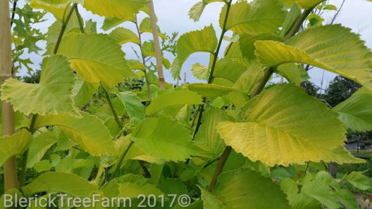 Golden Elm | Ulmus glabra lutescens | Blerick Tree Farm
