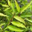 Waterhousia floribunda - Weeping Lilly Pilly - Blerick Tree Farm