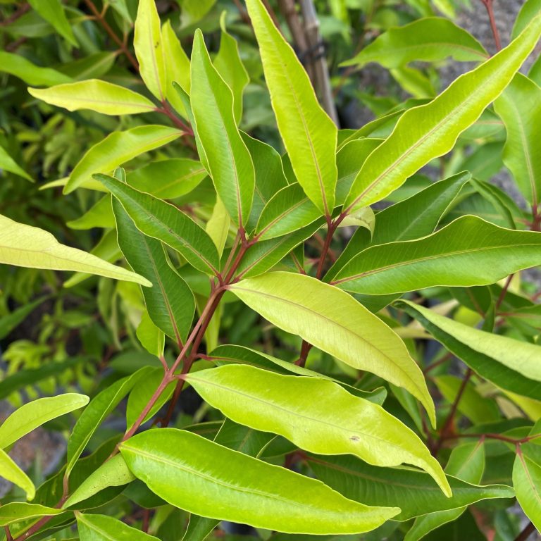 Waterhousia floribunda - Weeping Lilly Pilly - Blerick Tree Farm
