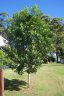 Tristaniopsis laurina ‘Luscious’ - Water Gum - Blerick Tree Farm