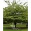 The Best Shade Trees - Blerick Tree Farm