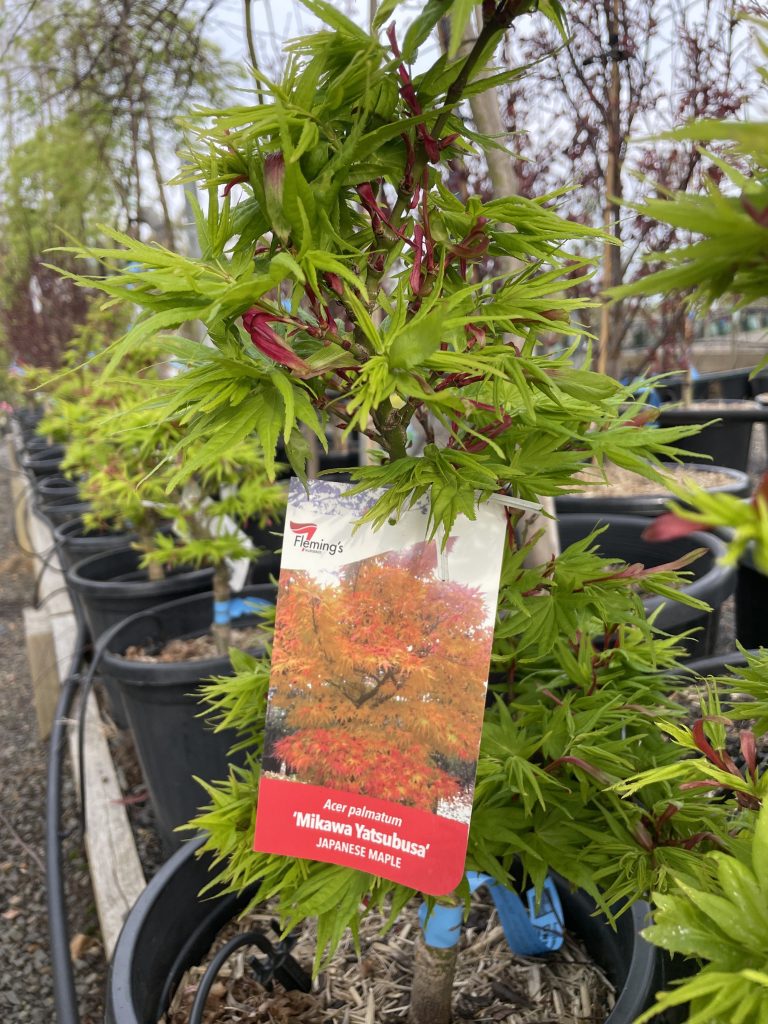 Acer palmatum - Mikawa-yatsubusa - Blerick Tree Farm