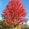 The Best Shade Trees - Blerick Tree Farm