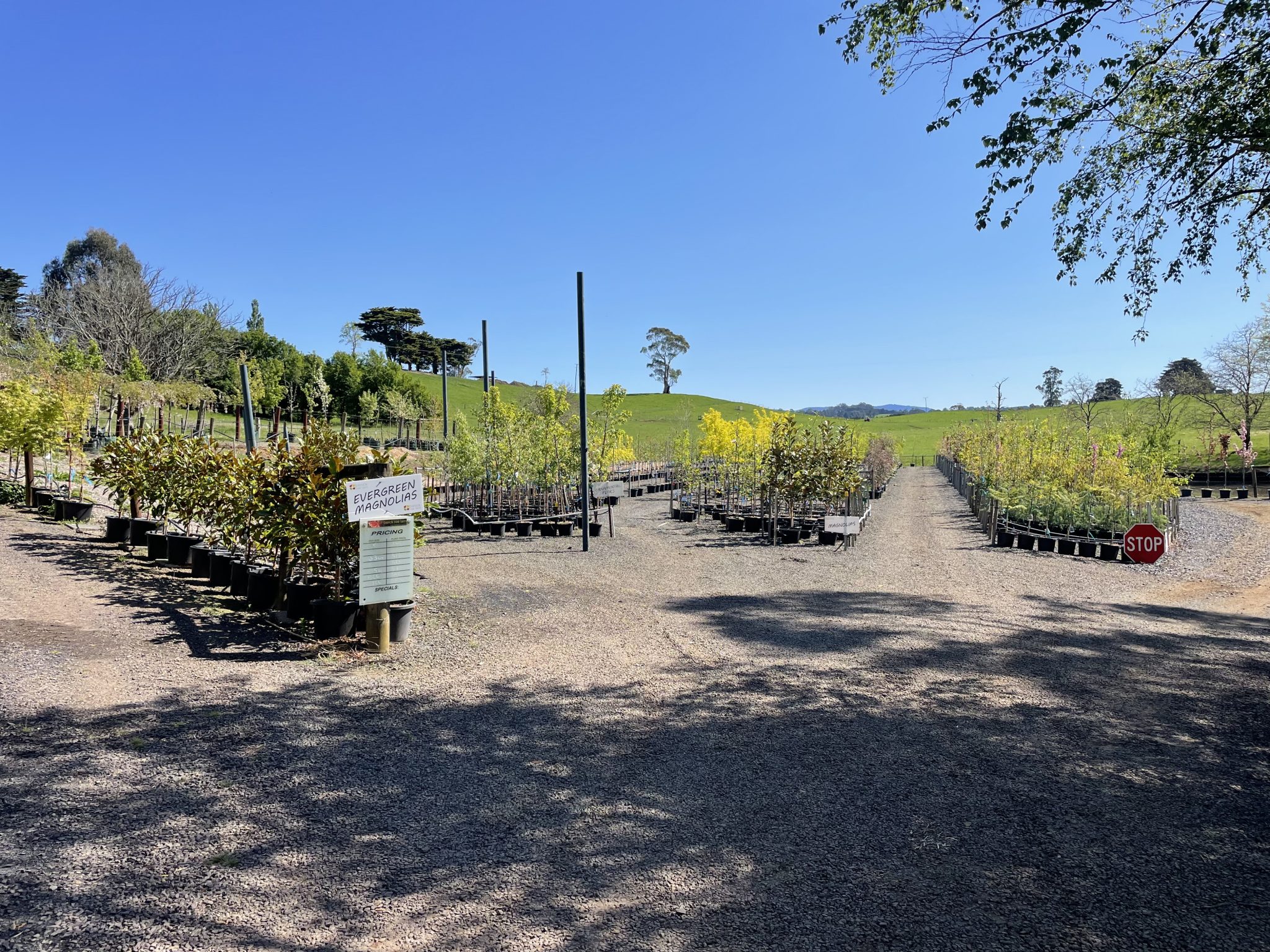 Advanced trees delivered to your door. Browse our range online