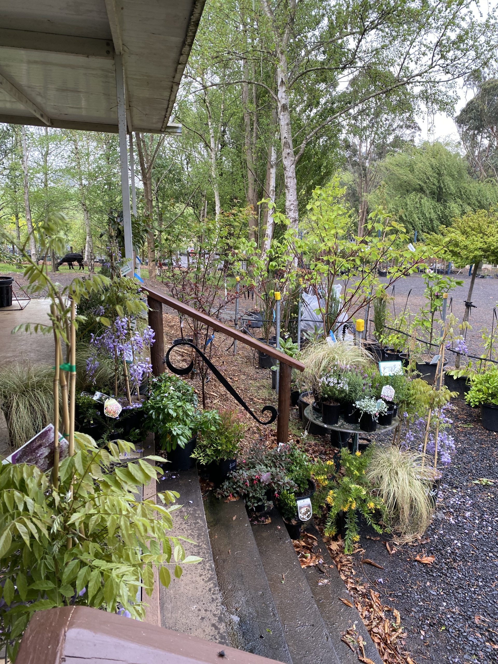 Advanced trees delivered to your door. Browse our range online