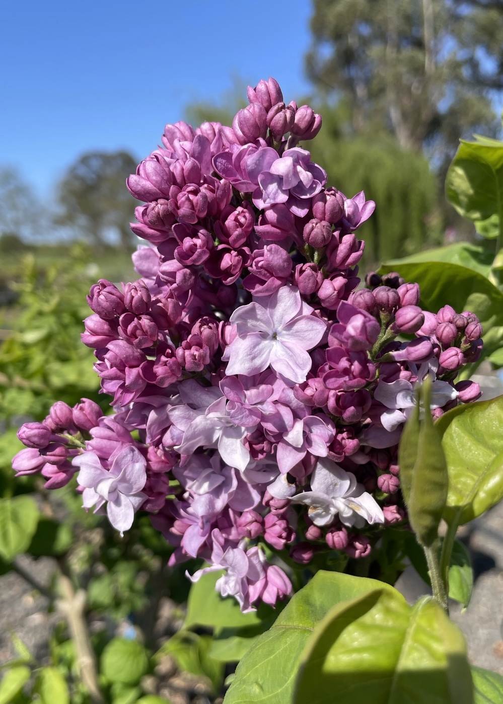Lovely Lilacs - Blerick Tree Farm