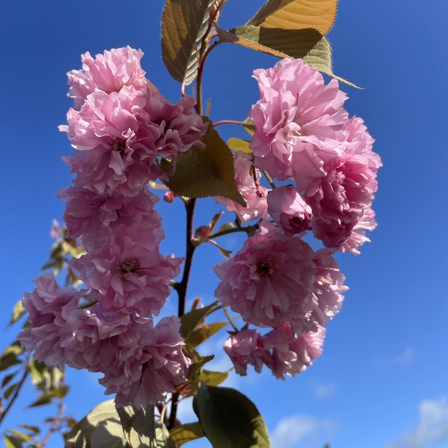 Spectacular Flowering Trees - Blerick Tree Farm
