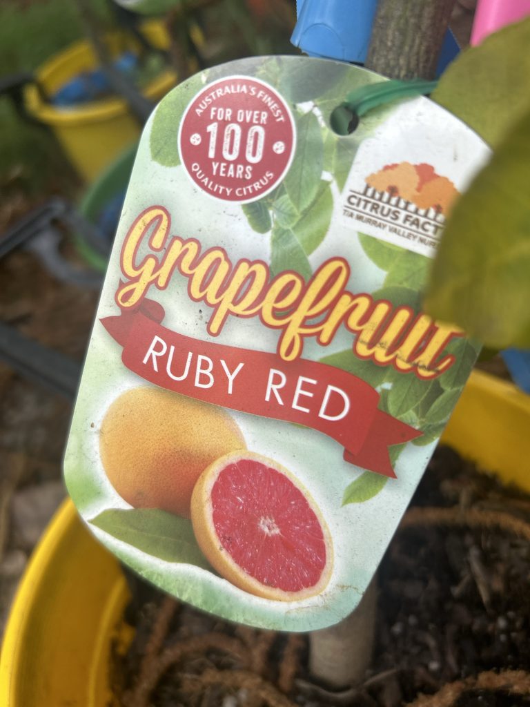 Grapefruit - Ruby Red - Blerick Tree Farm