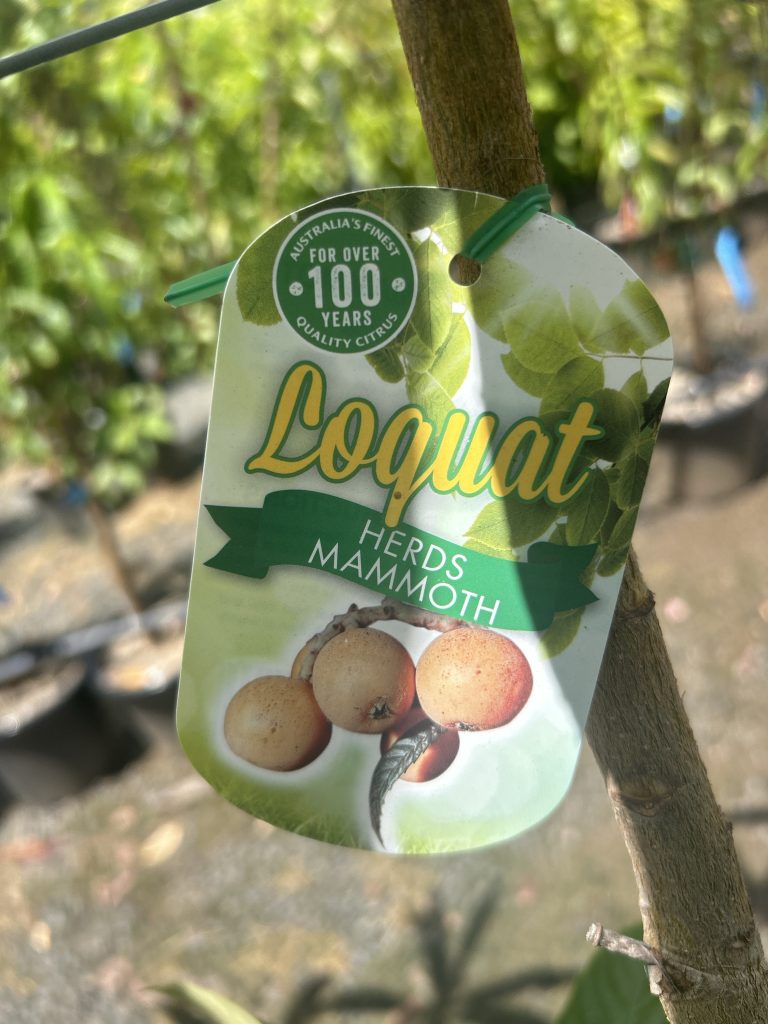 Loquat - Herds Mammoth (Eriobotrya japonica) - Blerick Tree Farm