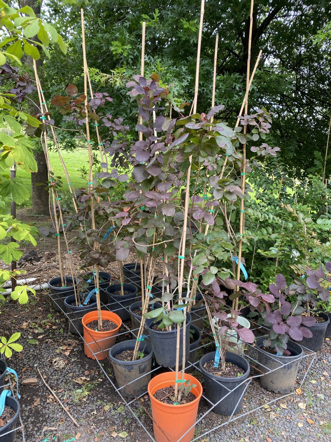 Cotinus coggygria purpureus Purple Smokebush - Blerick Tree Farm