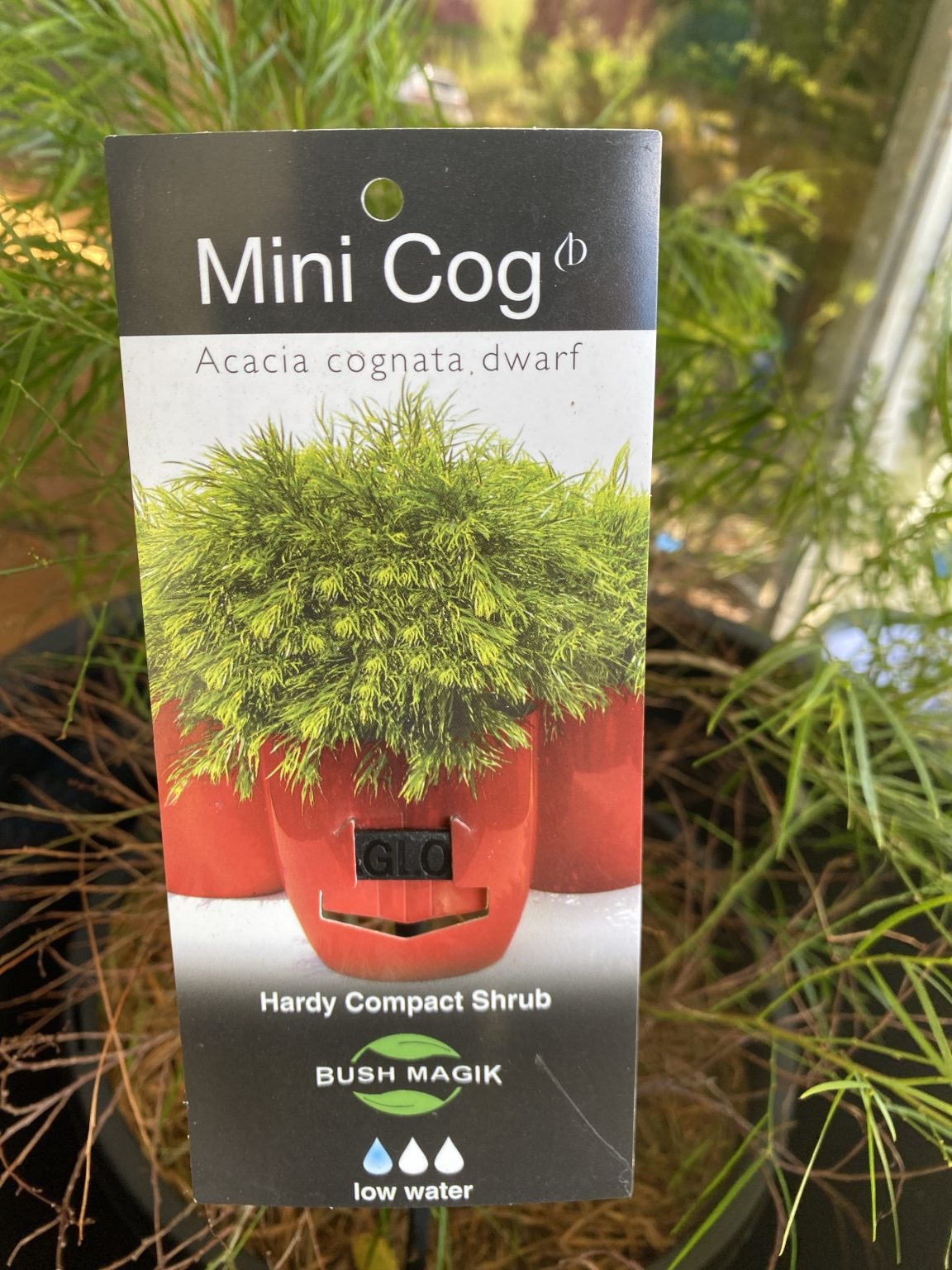 Acacia cognata - mini cog - Blerick Tree Farm
