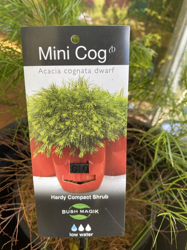Acacia cognata - mini cog - Blerick Tree Farm