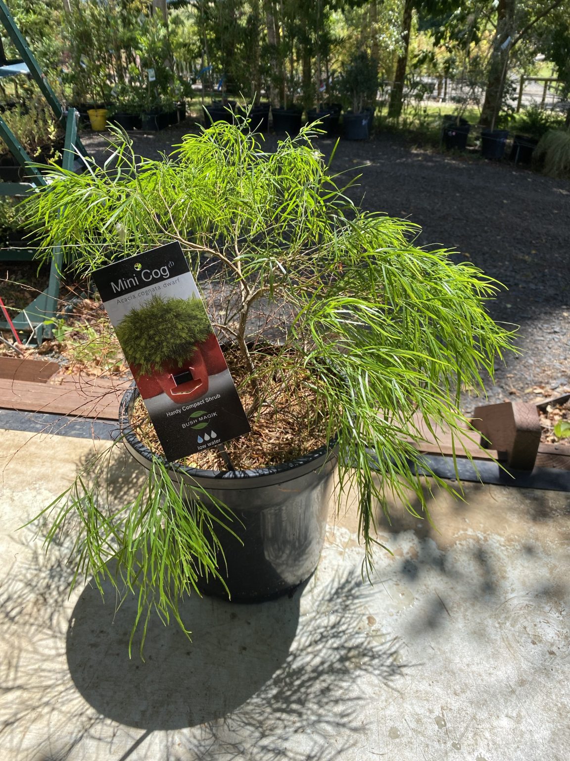 Acacia cognata - mini cog - Blerick Tree Farm