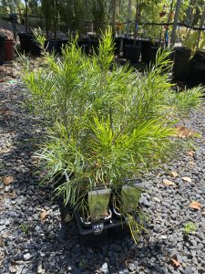 Acacia cognata - mini cog - Blerick Tree Farm
