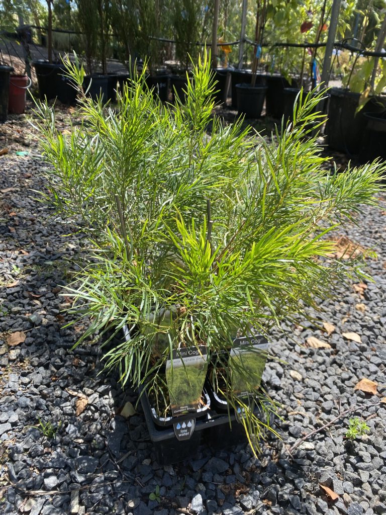 Acacia cognata - mini cog - Blerick Tree Farm