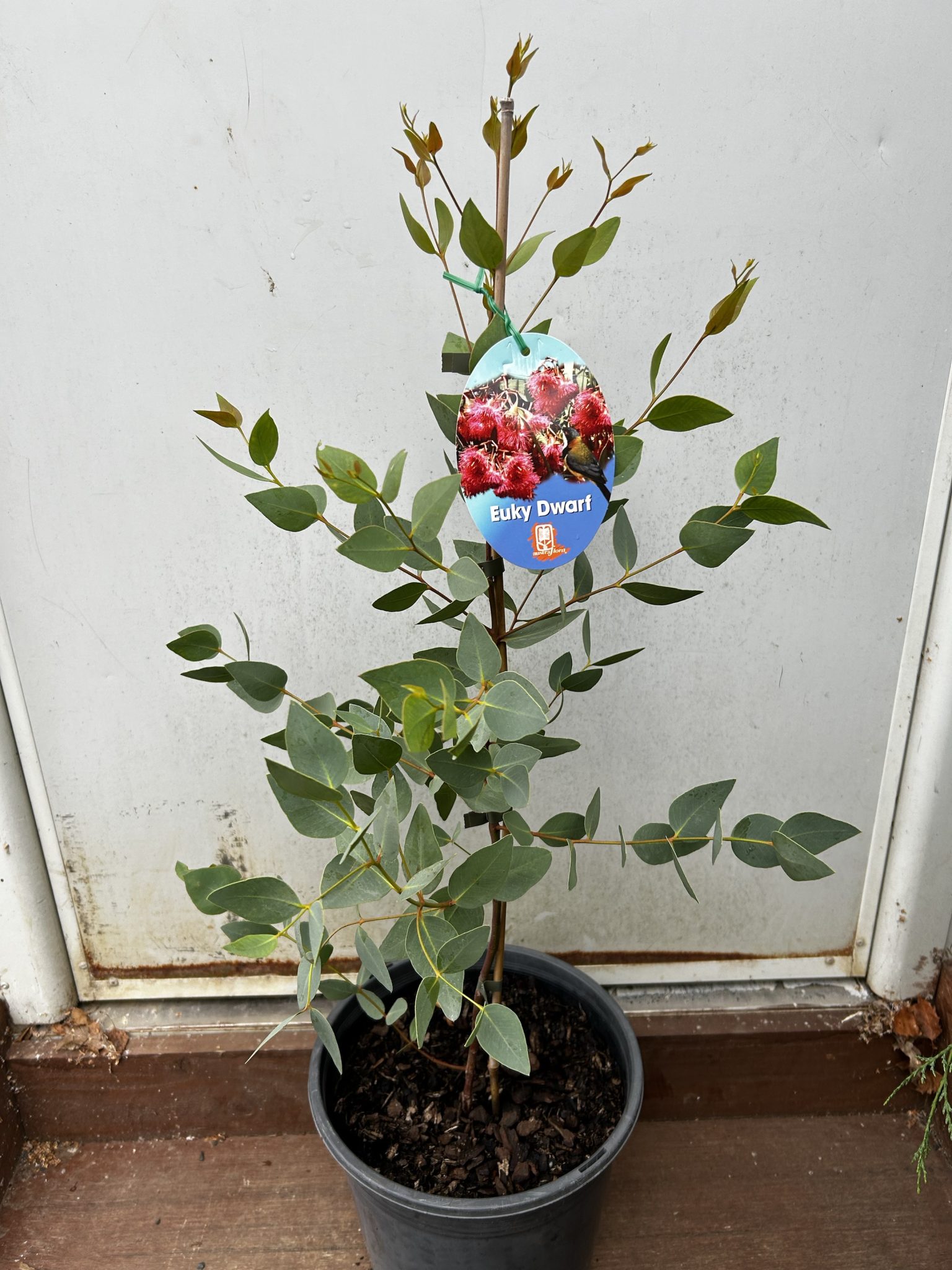Eucalyptus 'Euky Dwarf' - Blerick Tree Farm