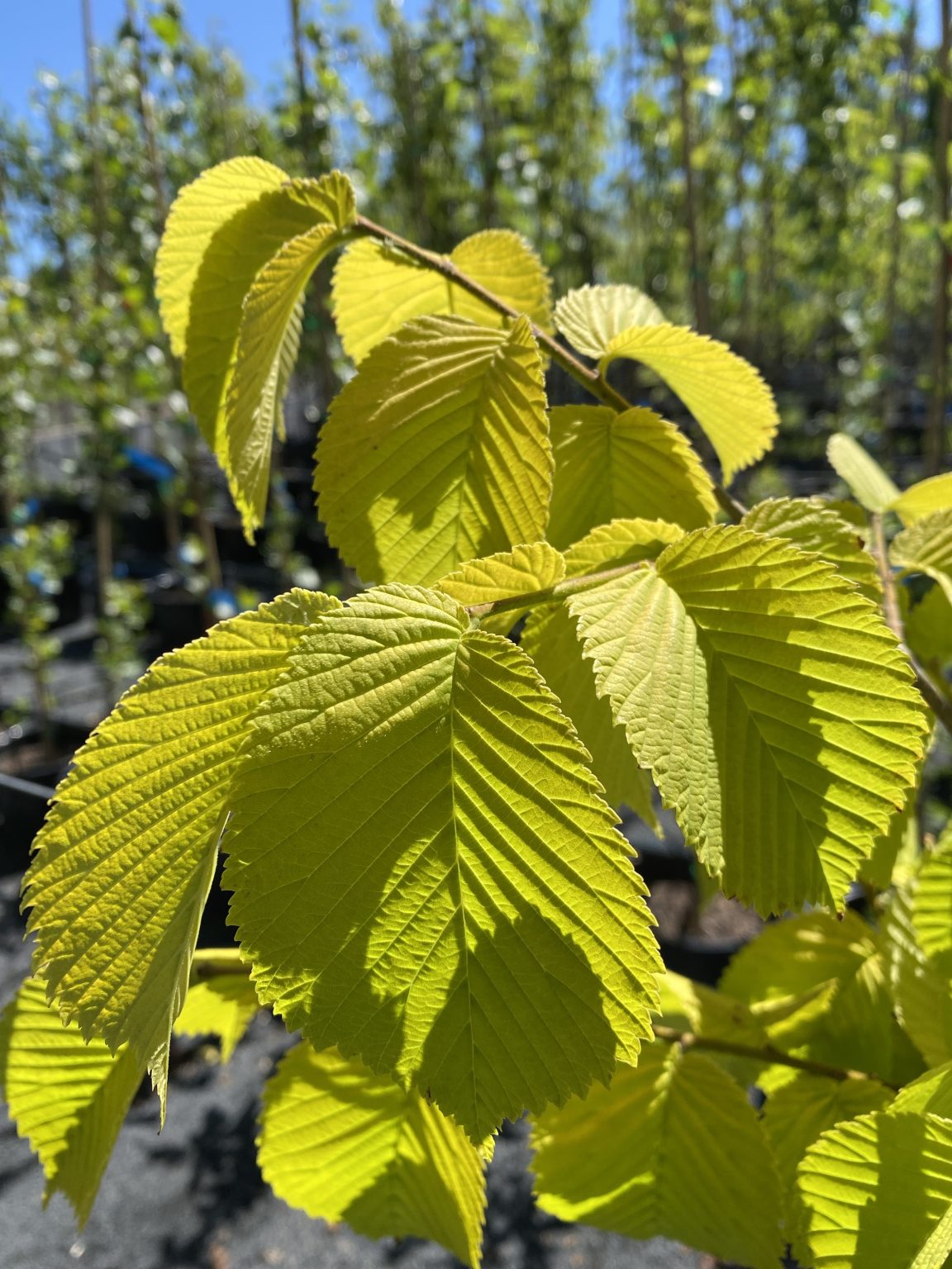 Golden Elm | Ulmus glabra lutescens | Blerick Tree Farm