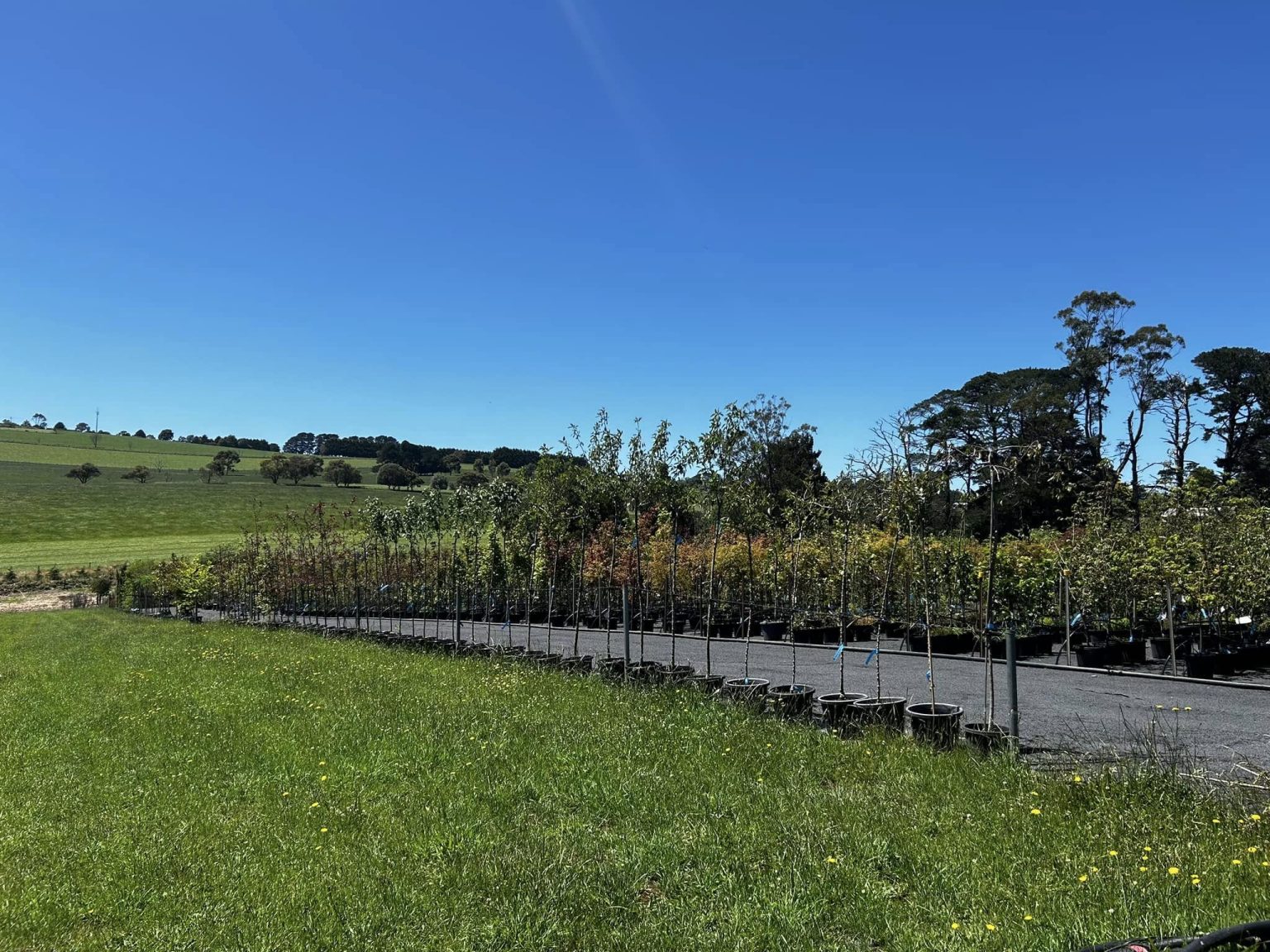 Advanced trees delivered to your door. Browse our range online