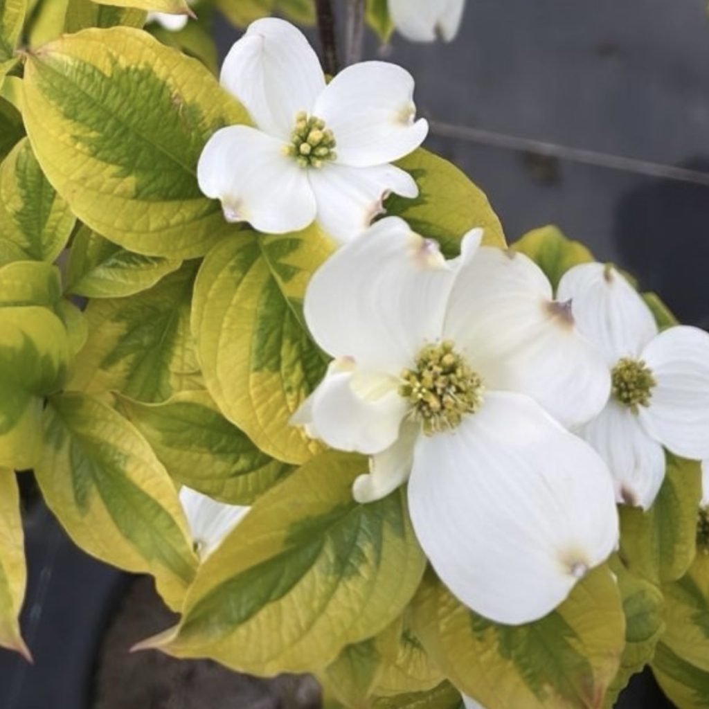 Cornus Florida - First Lady Dogwood - Blerick Tree Farm